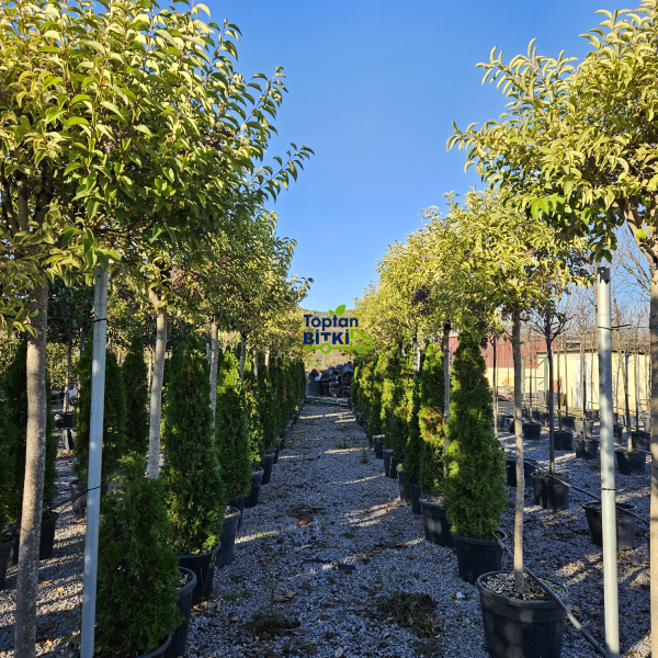 ALACALI LİGUSTRUM (ALACA YAPRAKLI JAPON KURTBAĞRI)